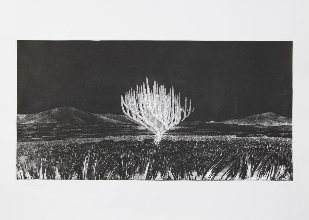 Manuel Bernal Flores - Cactus - Arte Sublime