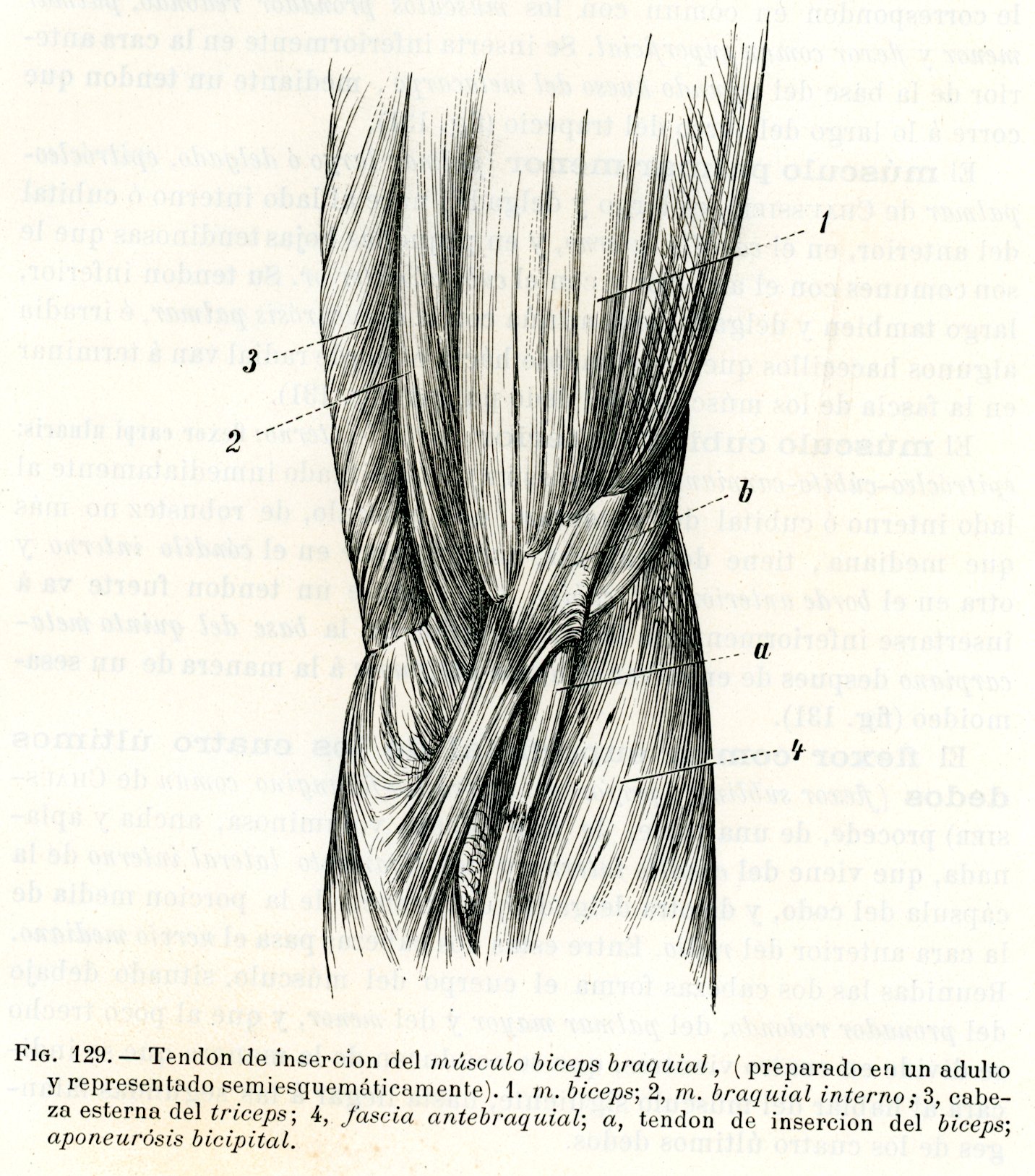 Tendón de inserción del músculo bíceps braquial - Grabado antiguo ...