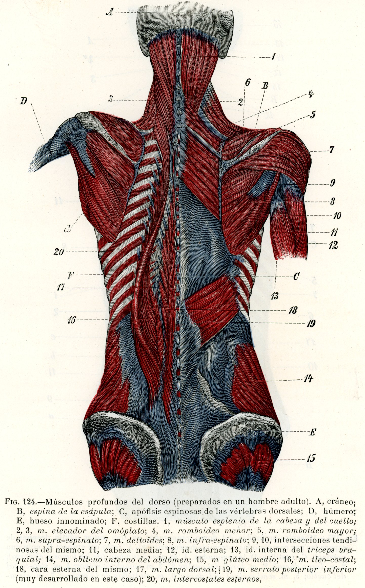 Músculos profundos del dorso (preparados en un hombre adulto) - Grabado ...
