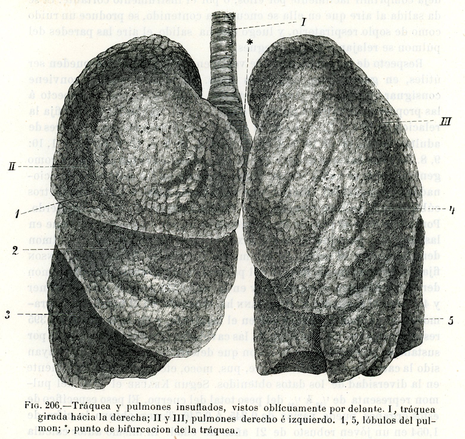 Tráquea y pulmones insuflados, vistos oblicuamente por delante ...